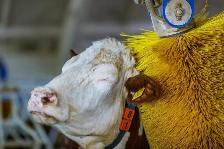 Behaviour - Positive Animal Welfare